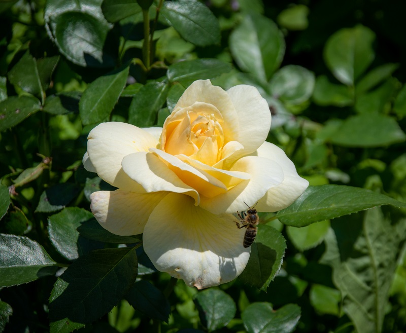 roseng.03 – Marthas Momente-Sammlung